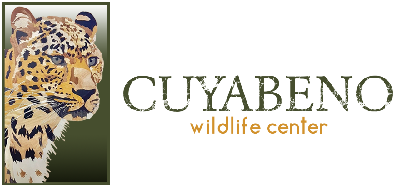 Cuyabeno Wildlife Center | Your Ultimate Eco-Tourism Destination