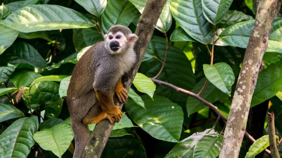 Visiting the Ecuadorian Jungle: A Complete Overview | Cuyabeno Wildlife ...